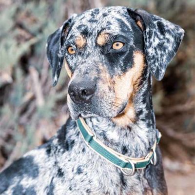 Catahoula Leopard Dog Dog Breed Information - American Kennel Club