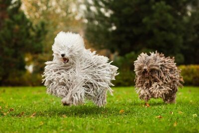 Puli Pictures - American Kennel Club