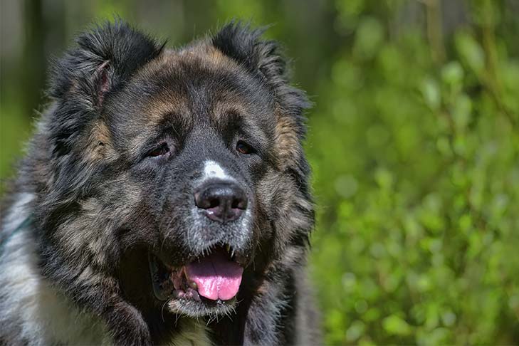 Caucasian Shepherd Dog Dog Breed Information - American Kennel Club