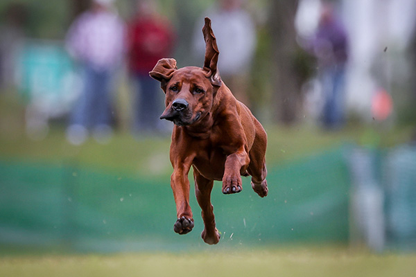 Chien Coonhound Redbone Coonhound Facts Wisdom Panel™ Dog Breeds