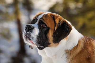 Saint Bernard Pictures - American Kennel Club