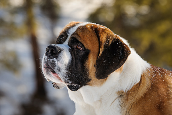 Saint Bernard Pictures - American Kennel Club