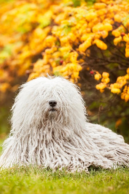 Puli Dog Breed Information