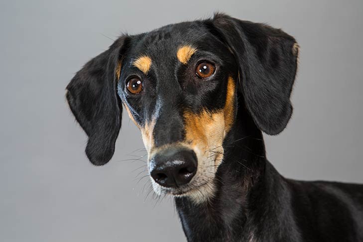 Saluki Dog Breed Information