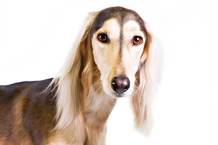 Saluki Dog Breed Information