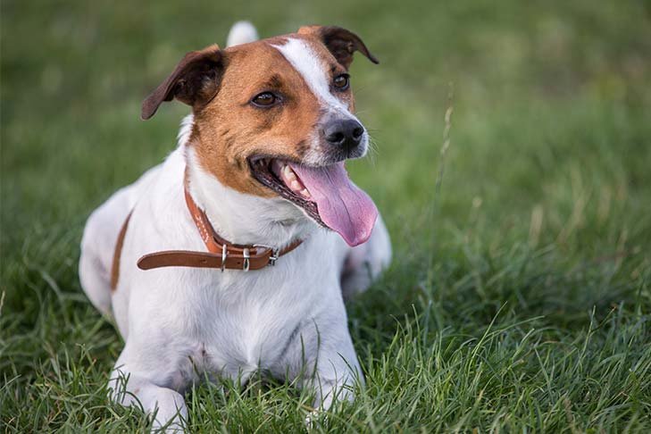 Danish-Swedish Farmdog Dog Breed Information - American Kennel Club
