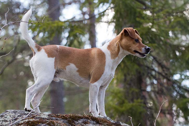 Danish-Swedish Farmdog Dog Breed Information - American Kennel Club