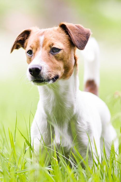 Danish-Swedish Farmdog Dog Breed Information - American Kennel Club