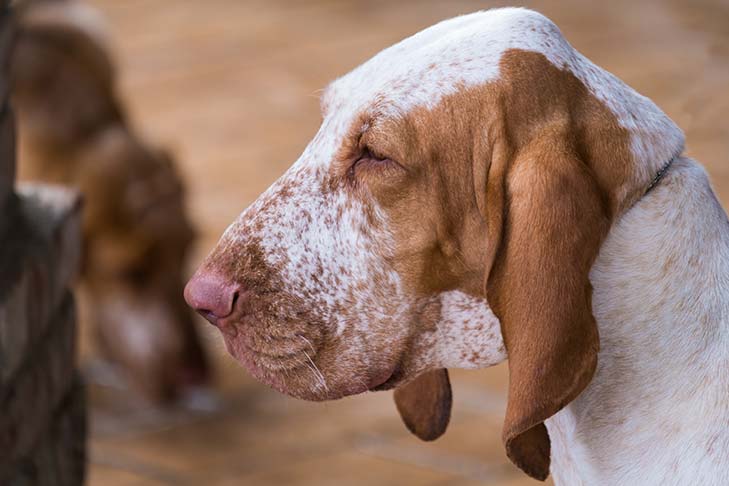 Bracco Italiano Dog Breed Information - American Kennel Club
