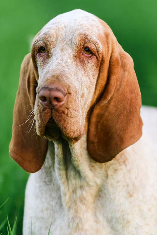 Bracco Italiano Dog Breed Information - American Kennel Club
