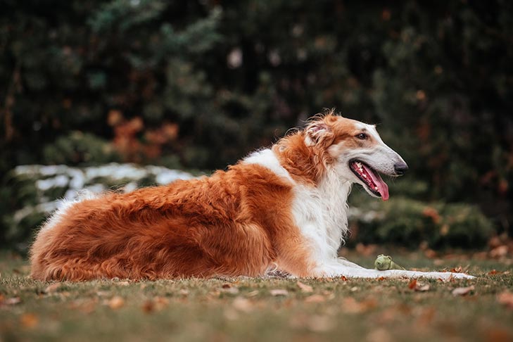 Borzoi Pictures - American Kennel Club
