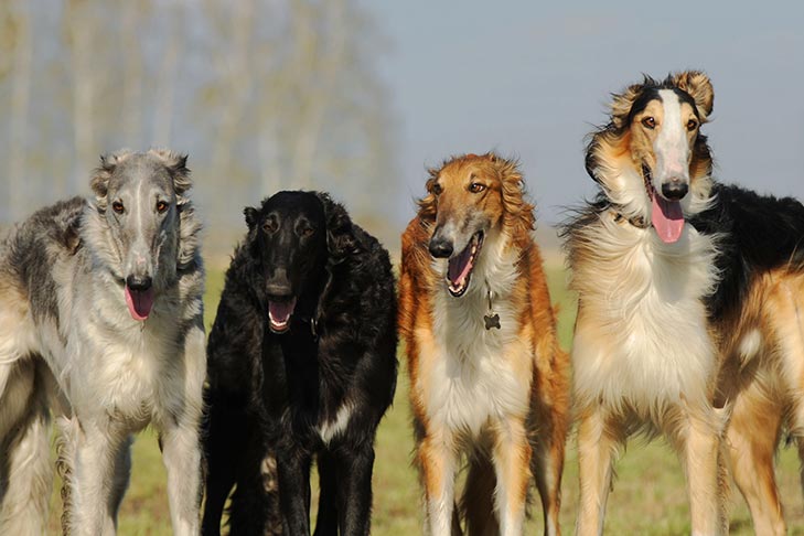 Borzoi Dog Breed Information