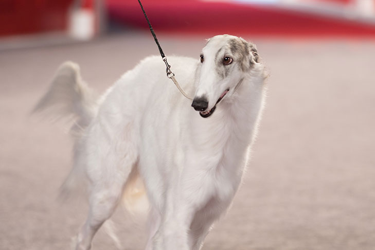 Borzoi Dog Breed Information