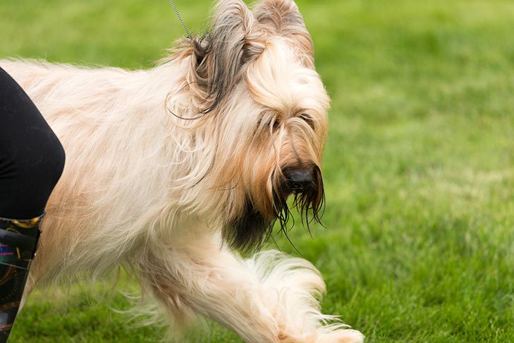 Briard Pictures - American Kennel Club