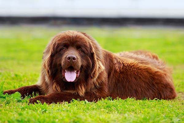 Newfoundland Pictures - American Kennel Club