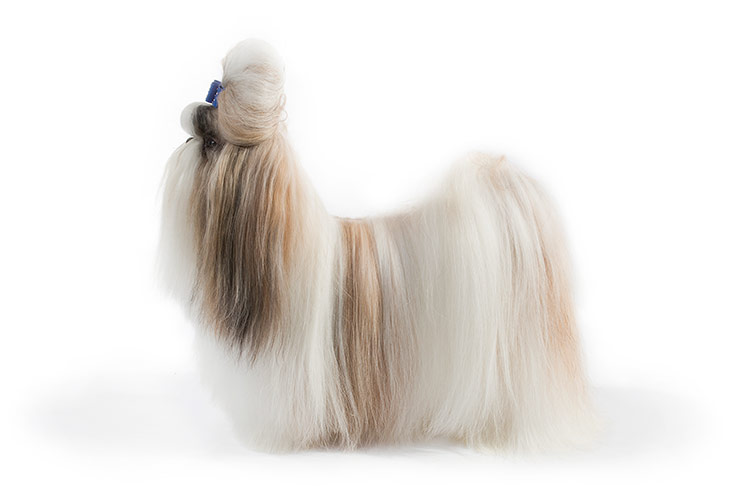 Shih Tzu Dog Breed Information