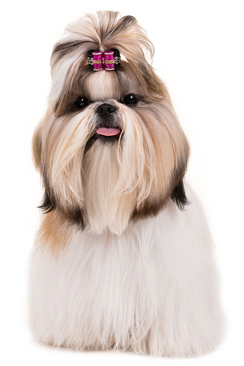 Shih Tzu Dog Breed Information