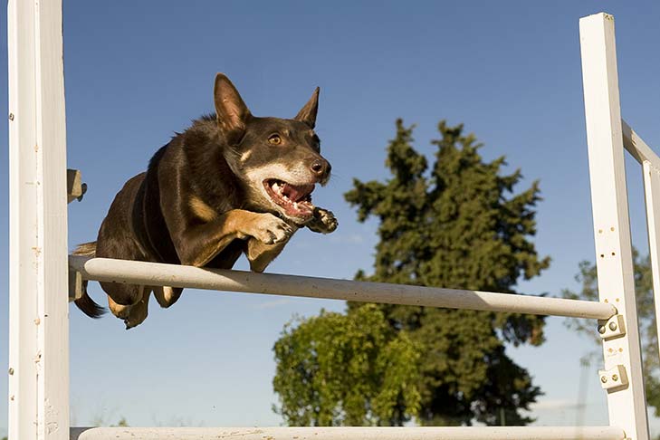 Working Kelpie Dog Breed Information - American Kennel Club