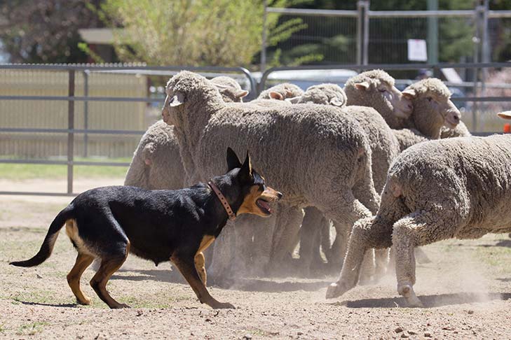 Working Kelpie Dog Breed Information - American Kennel Club