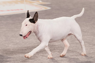 Bull Terrier Pictures - American Kennel Club