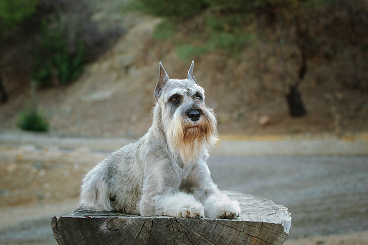 Standard Schnauzer Pictures - American Kennel Club