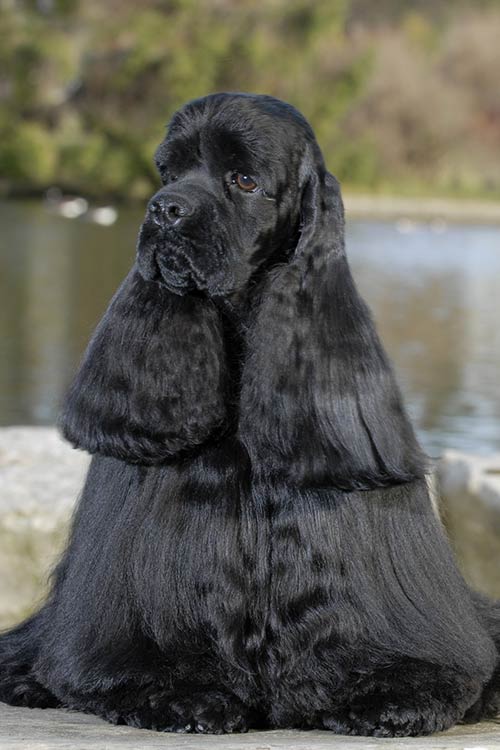 Cocker Spaniel Dog Breed Information