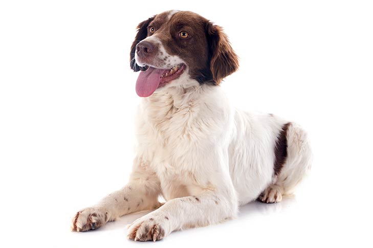 French Spaniel Dog Breed Information - American Kennel Club