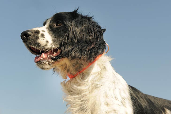 French Spaniel Dog Breed Information - American Kennel Club