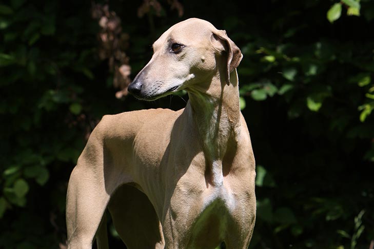 Azawakh Dog Breed Information - American Kennel Club