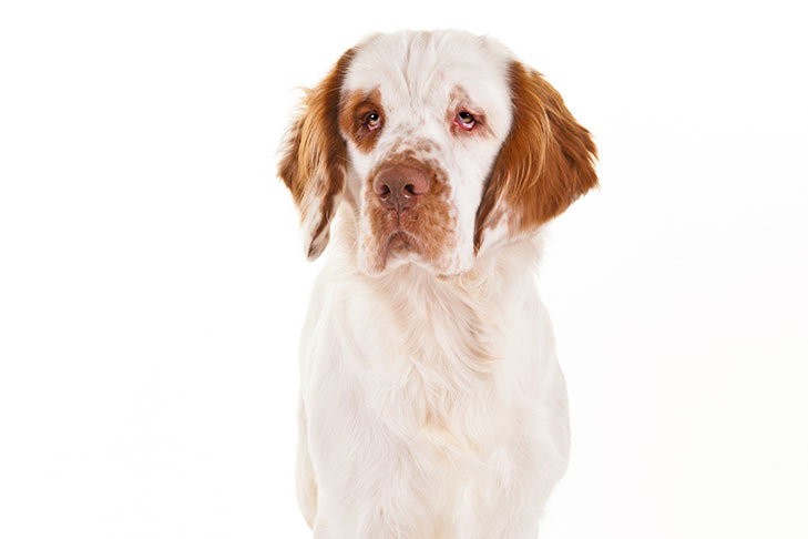 Clumber Spaniel Dog Breed Information