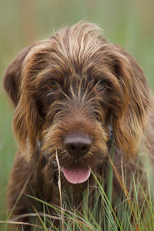 Pudelpointer Dog Breed Information - American Kennel Club