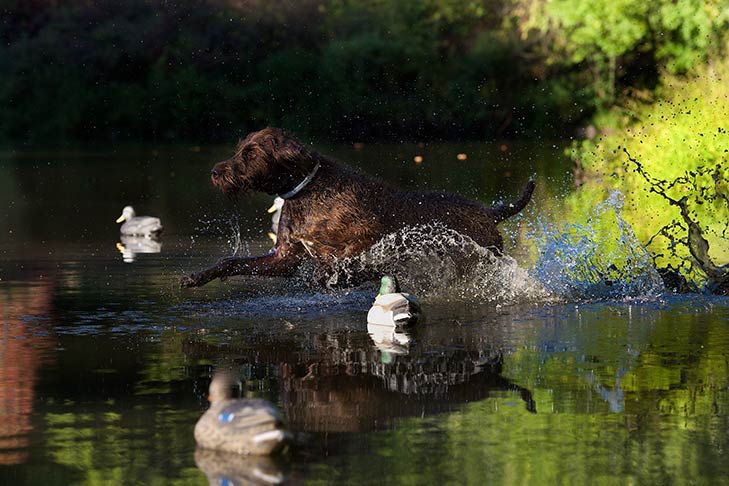 Pudelpointer Dog Breed Information - American Kennel Club