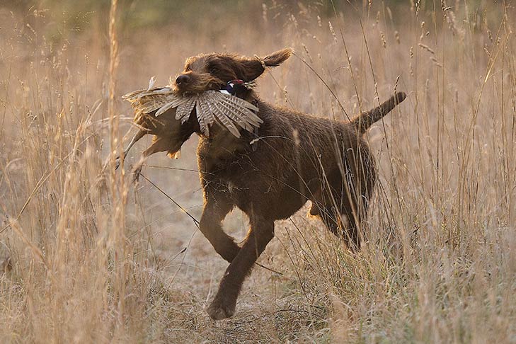 Pudelpointer Dog Breed Information - American Kennel Club