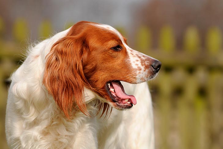 Irish Red and White Setter Dog Breed Information