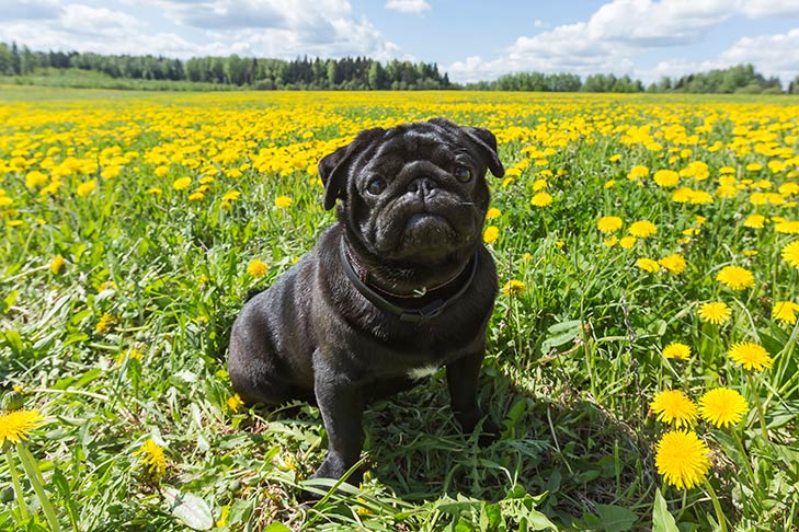 Pug Dog Breed Information