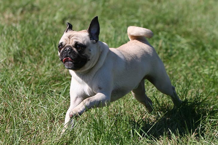 Pug Dog Breed Information