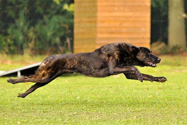 Dutch Shepherd Pictures - American Kennel Club
