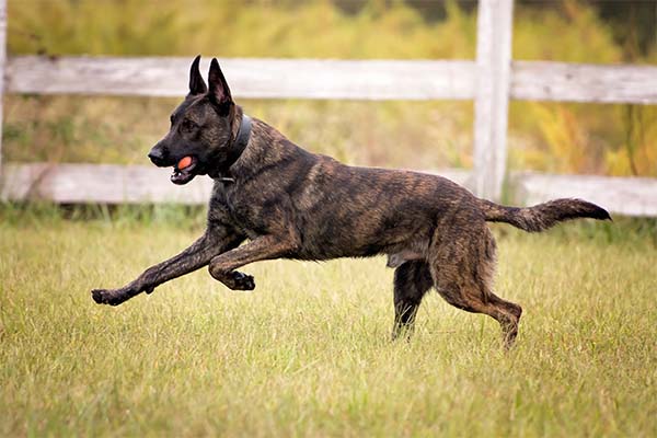 Dutch Shepherd Pictures - American Kennel Club