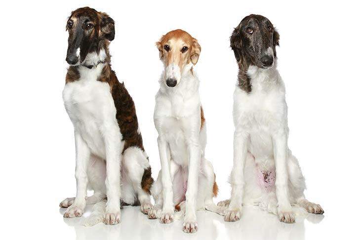 Borzoi Dog Breed Information