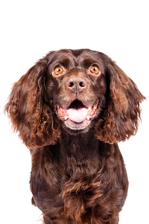 Boykin Spaniel Dog Breed Information