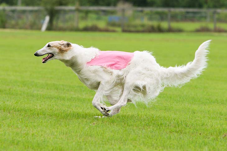 Borzoi Dog Breed Information