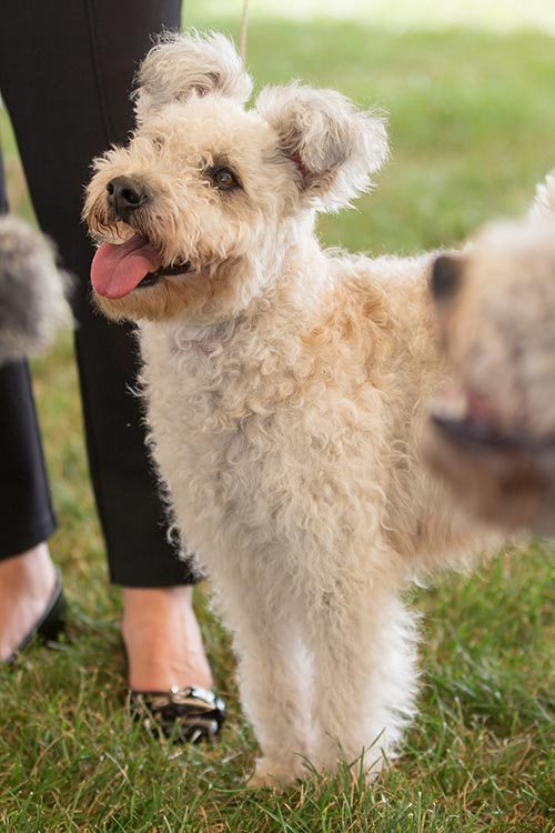 Pumi Dog Breed Information