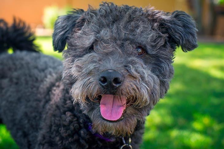 Pumi Dog Breed Information