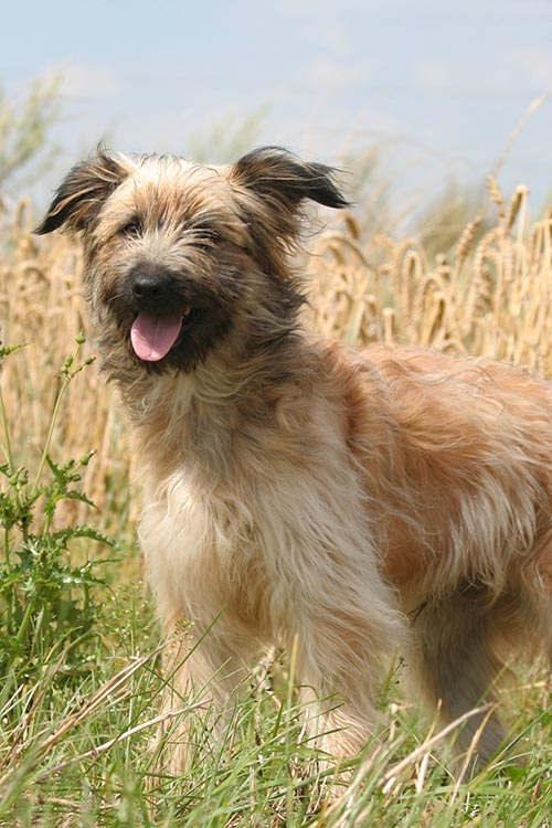 Pyrenean Shepherd Dog Breed Information