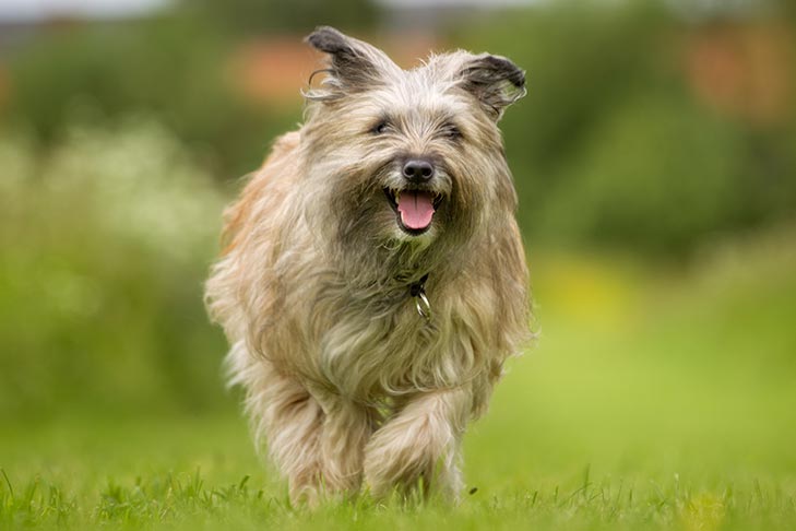 Pyrenean Shepherd Dog Breed Information