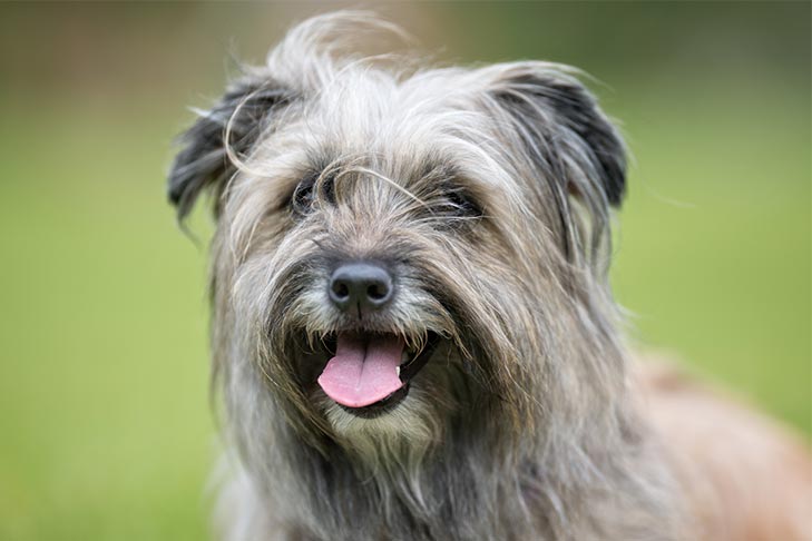 Pyrenean Shepherd Dog Breed Information