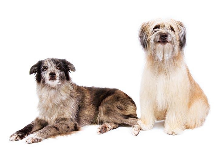 Pyrenean Shepherd Dog Breed Information