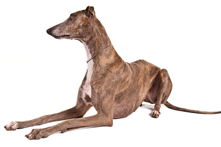 Greyhound Dog Breed Information