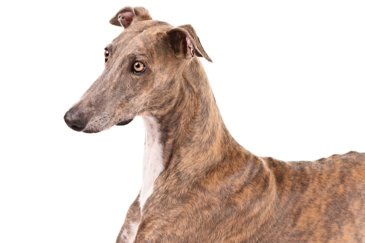 Greyhound Dog Breed Information