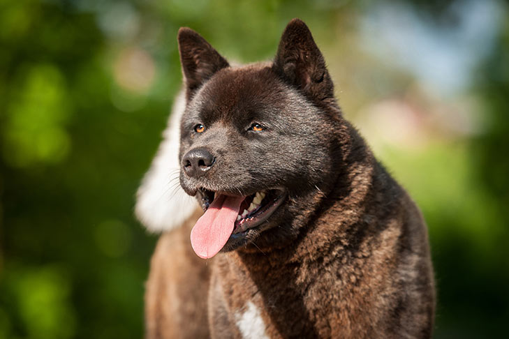 Akita Dog Breed Information
